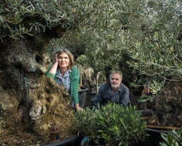 Growing an Olive tree-All you need to know - The Norfolk Olive Tree Company