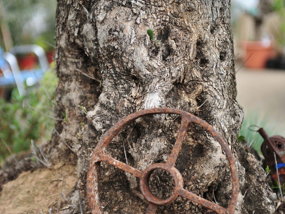 A huge range of Olive Trees