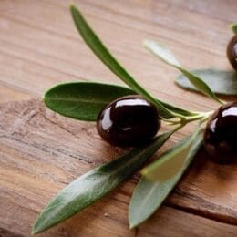 Curing and preserving olives - The Norfolk Olive Tree Company