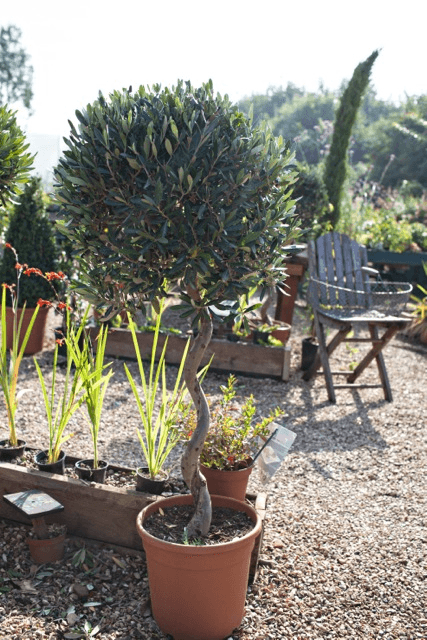 twisted olive tree - The Norfolk Olive Tree Company