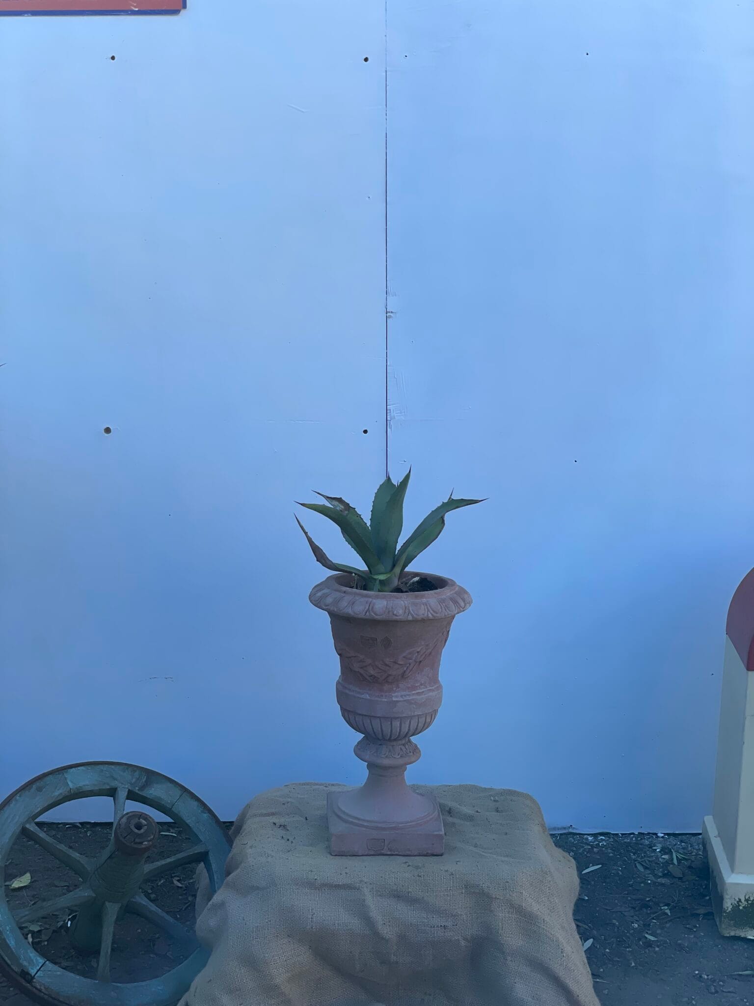 Tuscan terracotta pot for sale. - The Norfolk Olive Tree Company