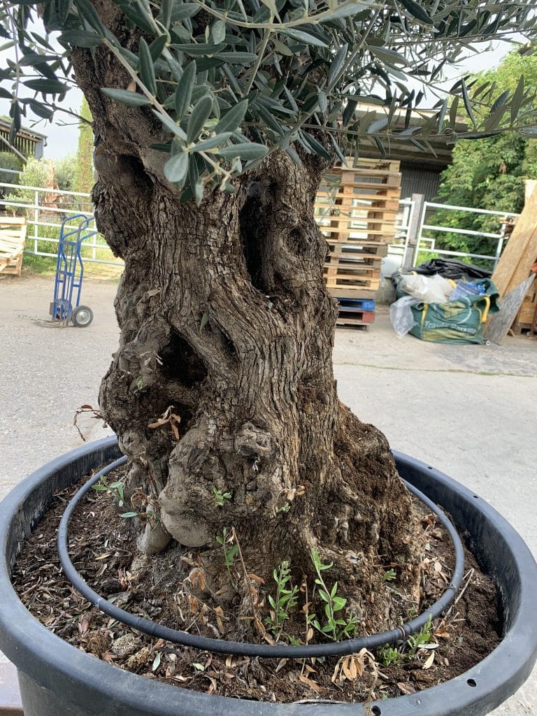 Olive tree impressive trunk 787 - The Norfolk Olive Tree Company