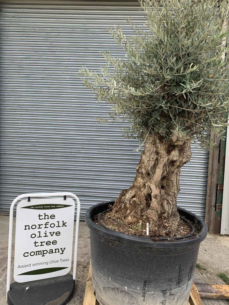 Olive tree impressive trunk 787 - The Norfolk Olive Tree Company
