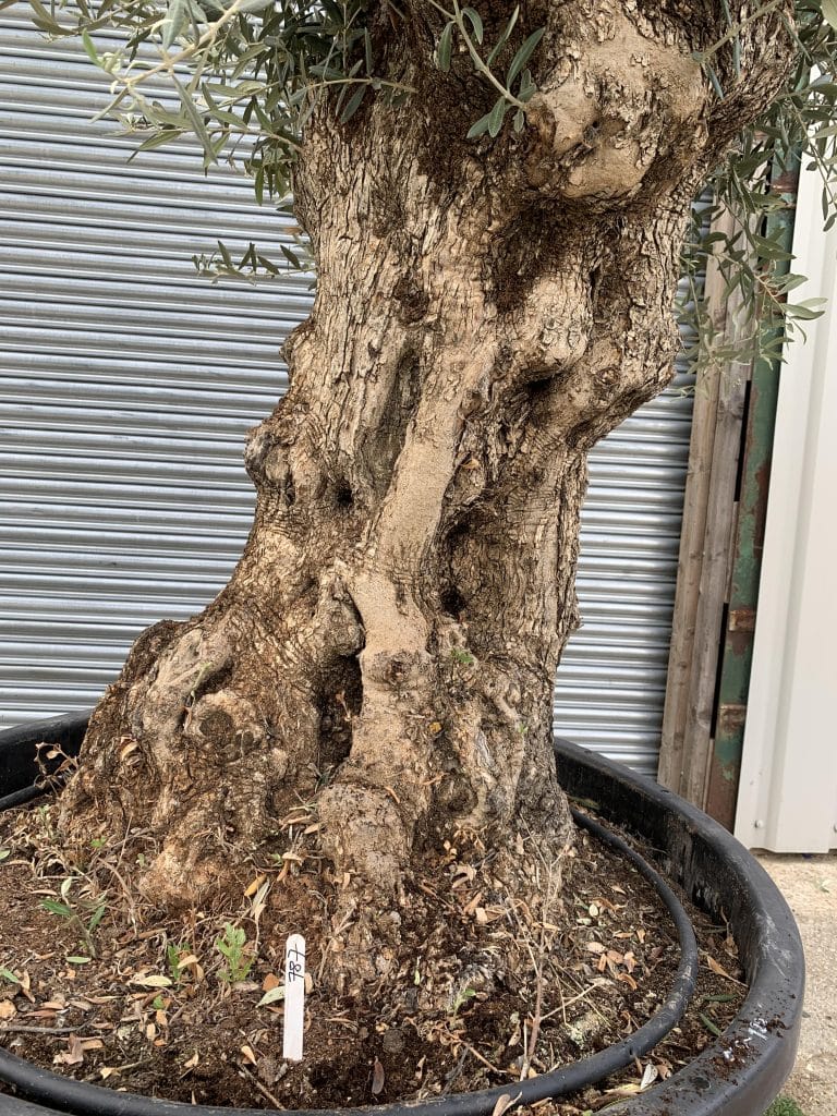Olive tree impressive trunk 787 - The Norfolk Olive Tree Company