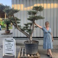 Cloud olive trees - The Norfolk Olive Tree Company