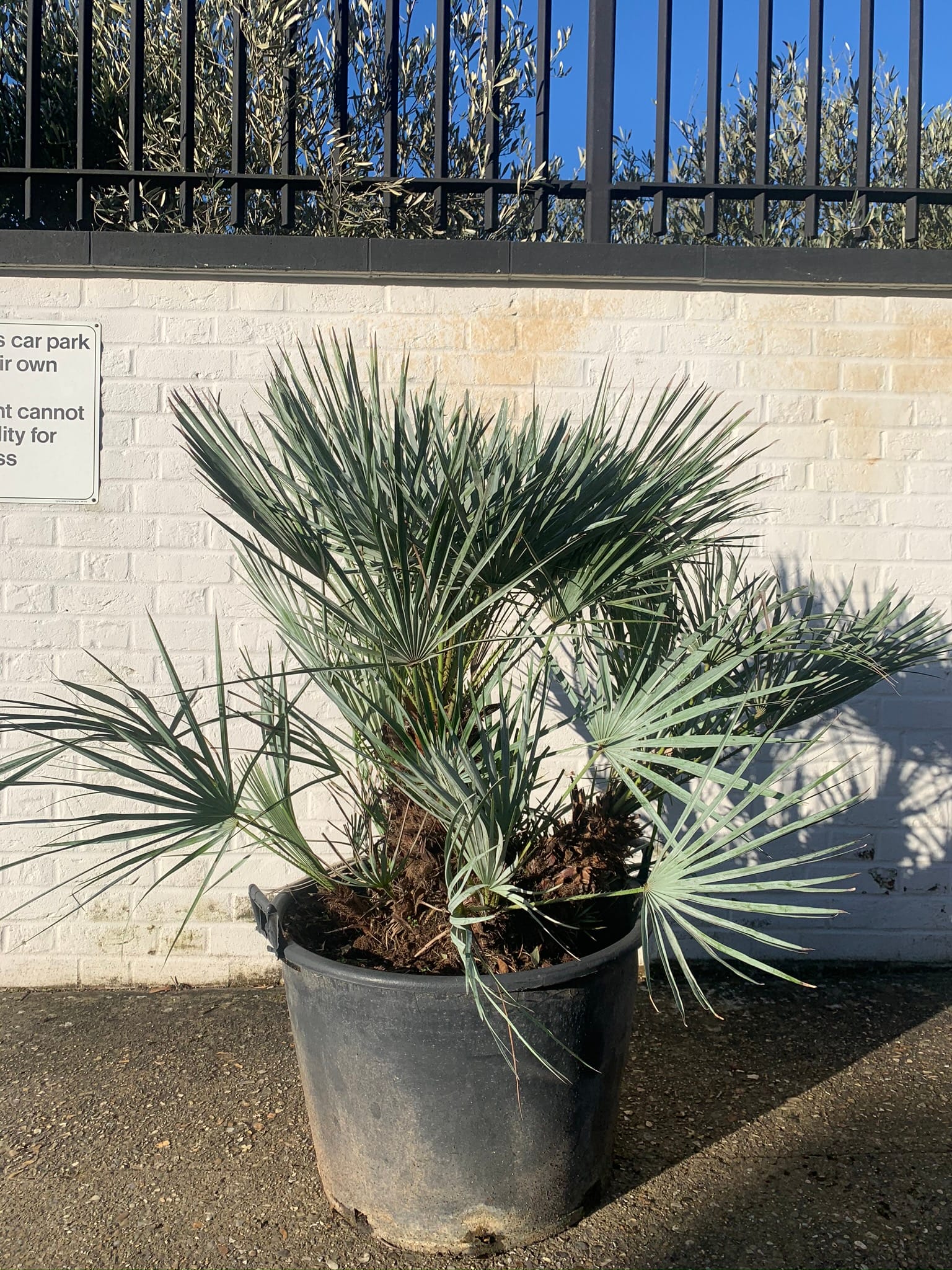 Chamaerops humilis cerifera - The Norfolk Olive Tree Company