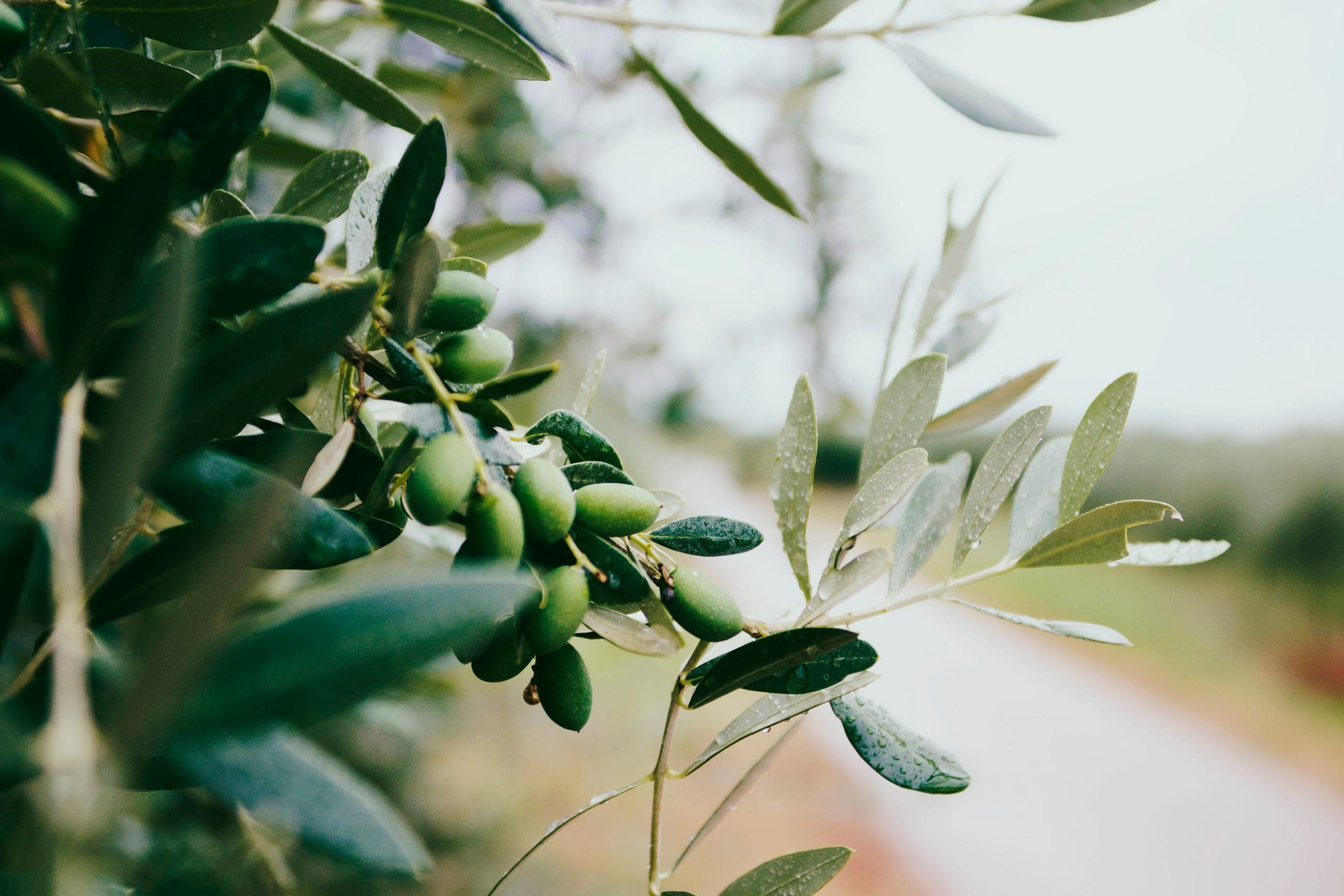 Picual Olive Trees for Sale:The Power of Picual Olives: - The Norfolk ...