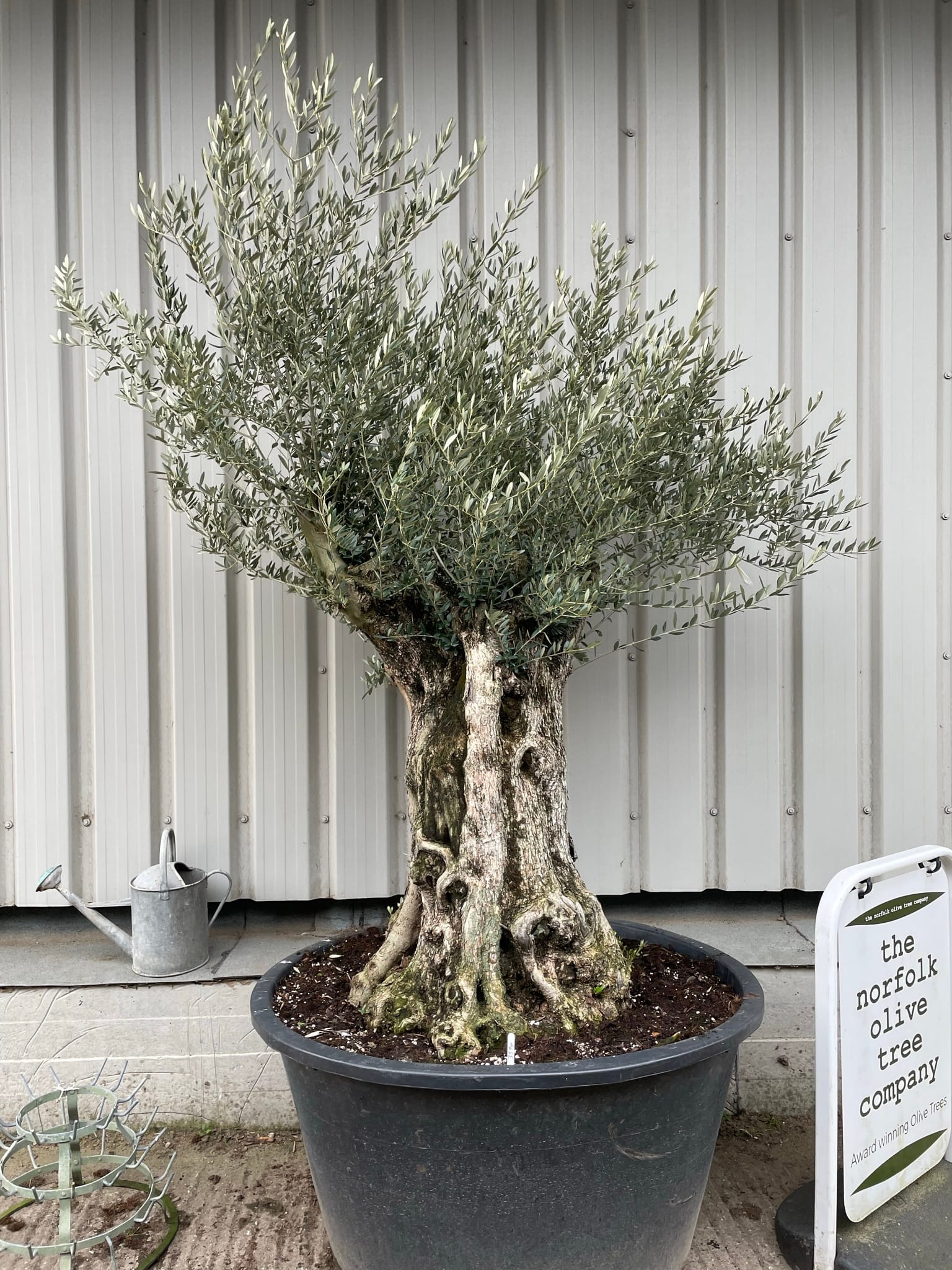 Large Olive tree for sale - Arbequina variety from Spain.
