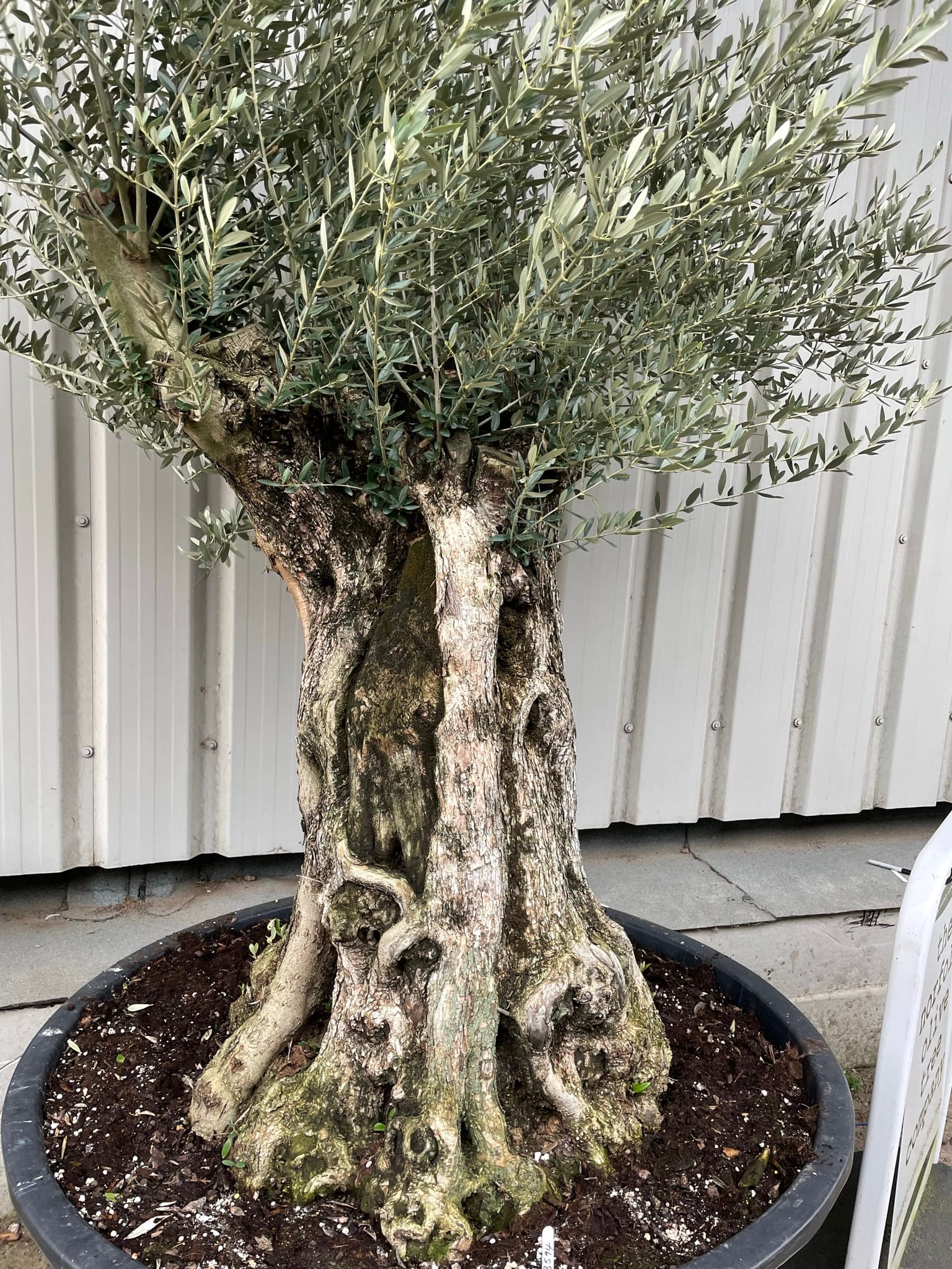 Large Olive tree for sale - Arbequina variety from Spain.