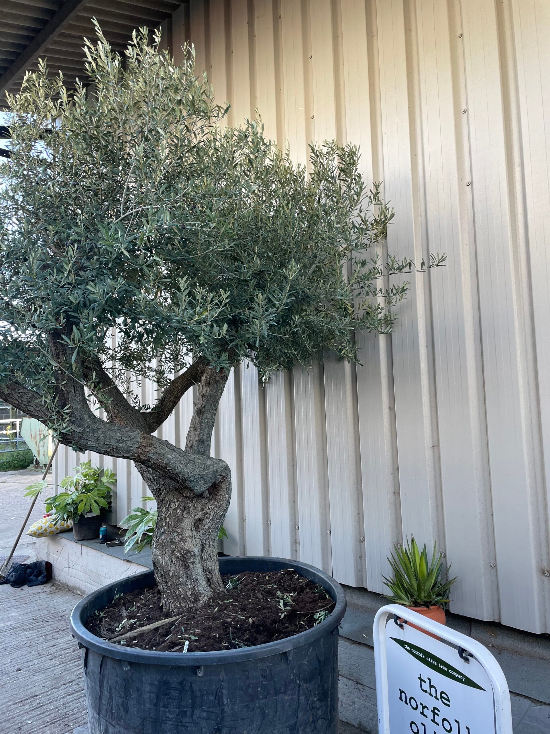 Ancient Olive tree with gnarly trunk - The Norfolk Olive Tree Company