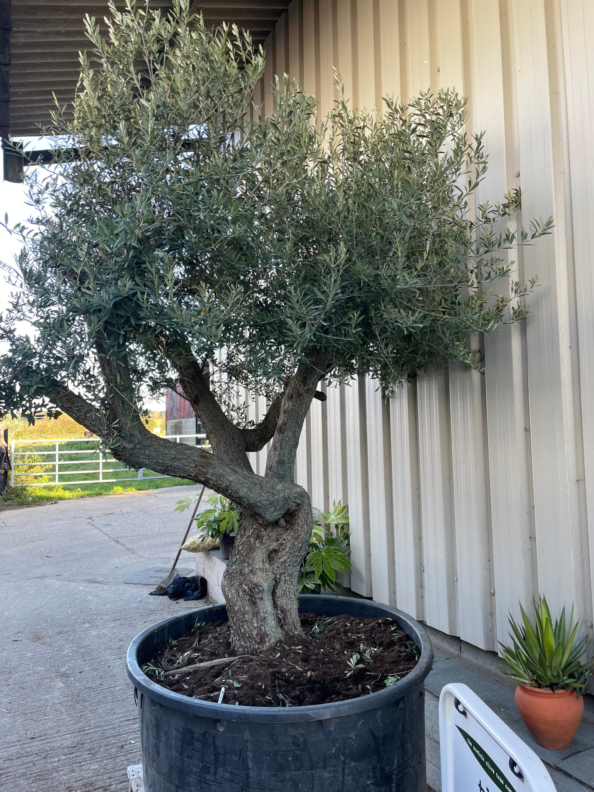Ancient Olive tree with gnarly trunk - The Norfolk Olive Tree Company