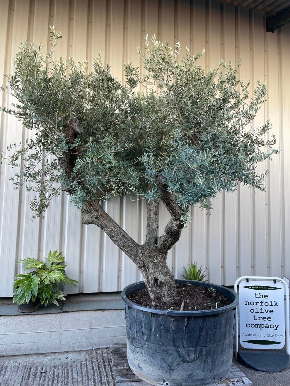 Ancient Olive tree with gnarly trunk - The Norfolk Olive Tree Company