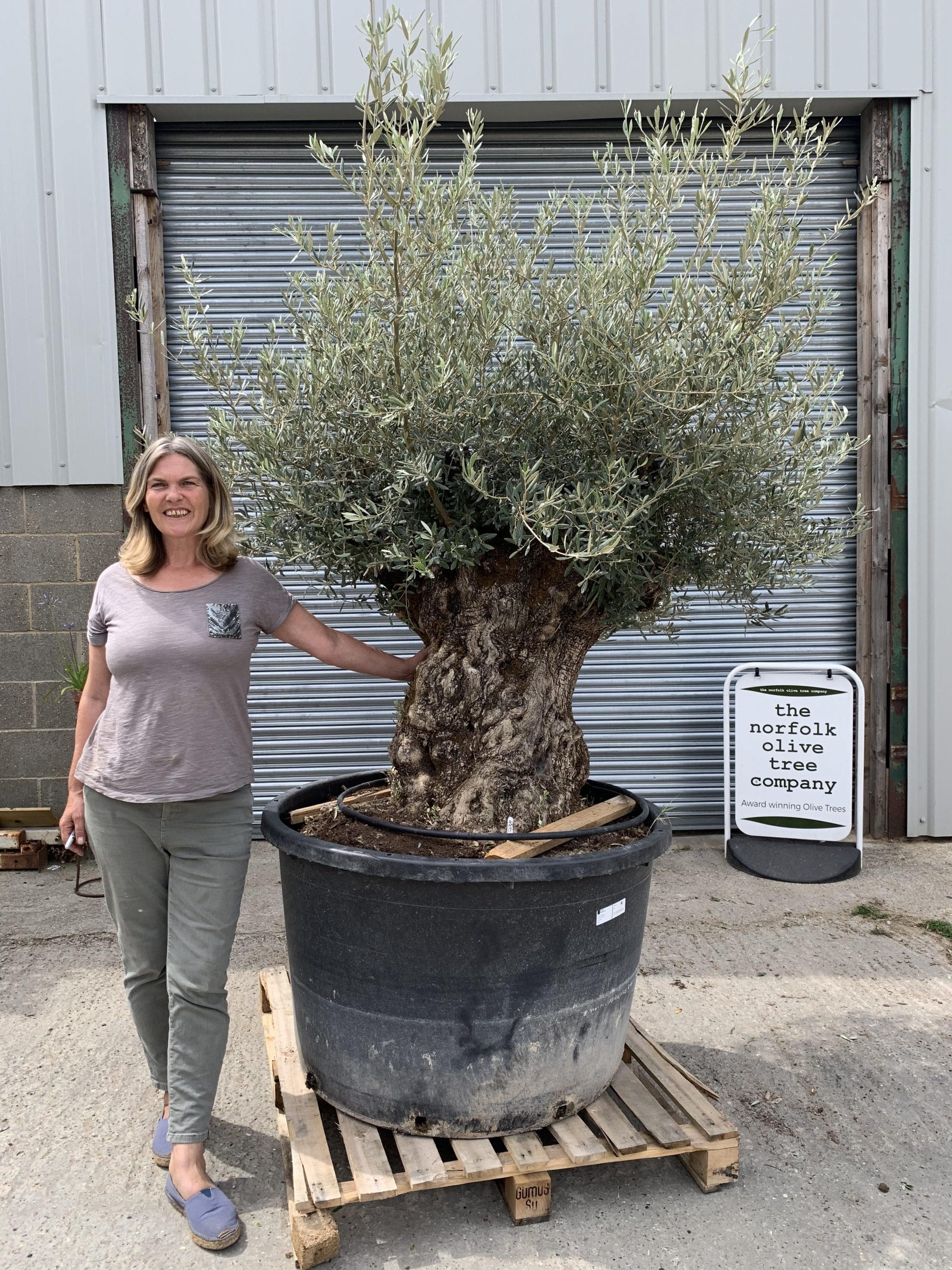 Ancient Olive tree with gnarly trunk - The Norfolk Olive Tree Company