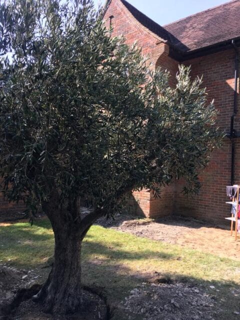 How To Bring An Olive Tree Back To Life The Norfolk Olive Tree Company how-to-bring-an-olive-tree-back-to-life-the-norfolk-olive-tree-company