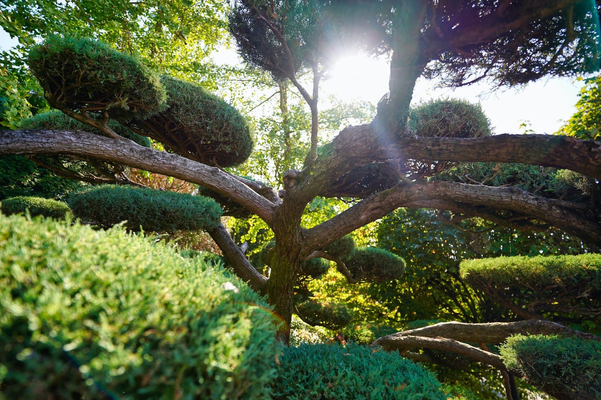 Zen Garden | Style Your Garden - The Norfolk Olive Tree Company