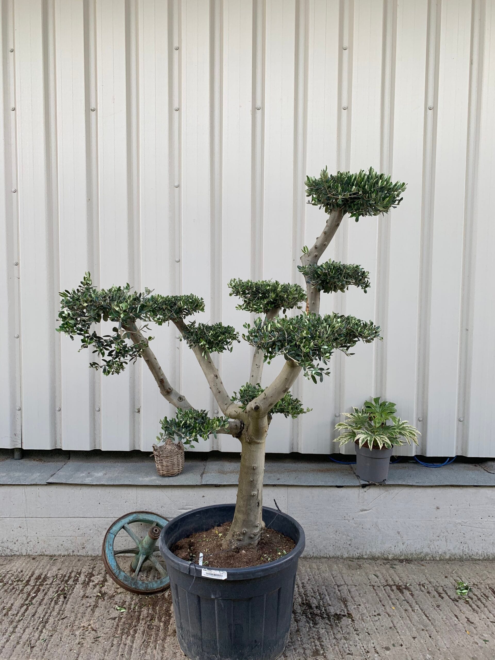 Patio cloud tree 1256 - The Norfolk Olive Tree Company