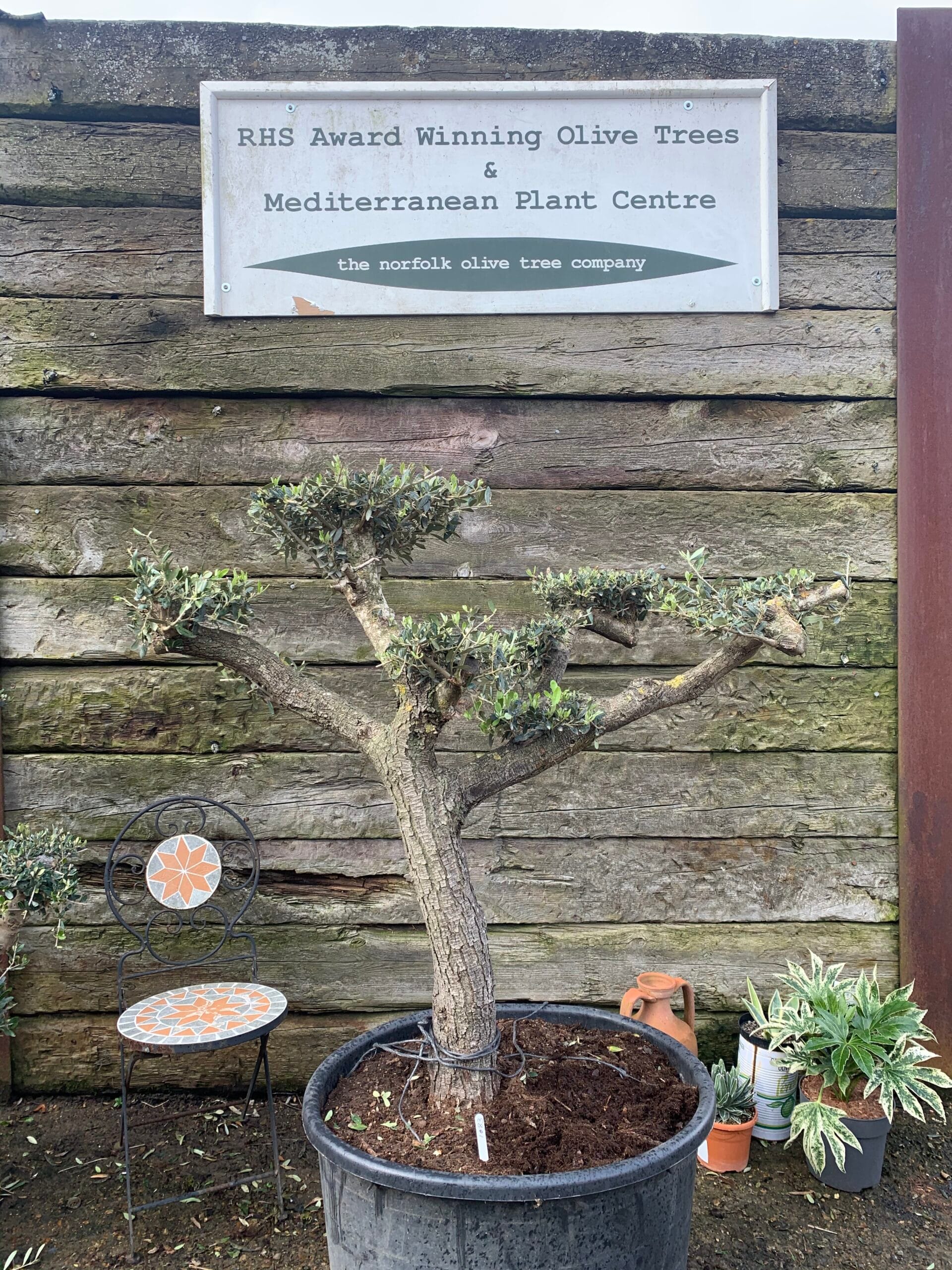 Patio cloud tree 1083 - The Norfolk Olive Tree Company