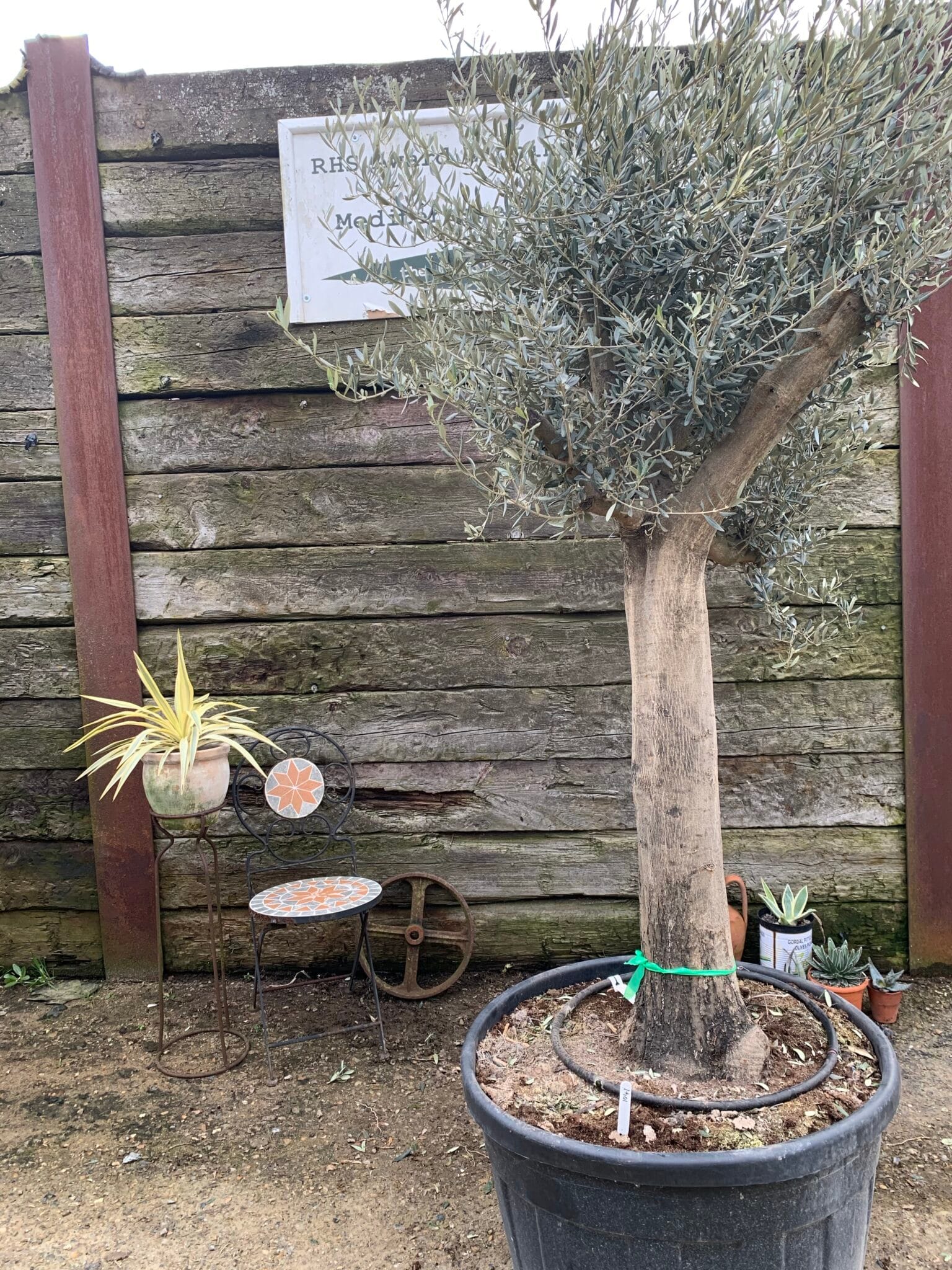 Mature Olive tree 1041 - The Norfolk Olive Tree Company