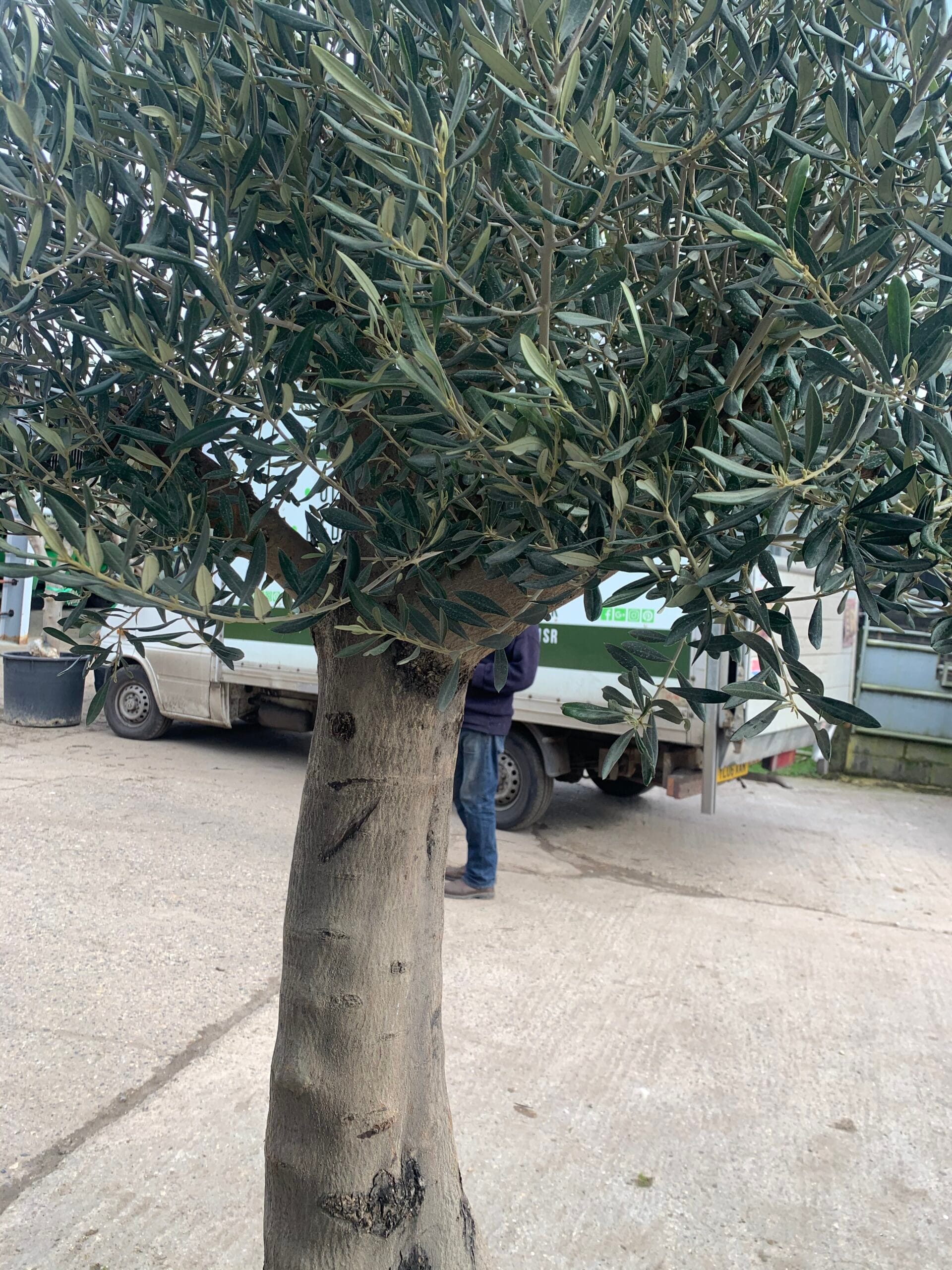 Smooth stem Olive tree 1055 - The Norfolk Olive Tree Company