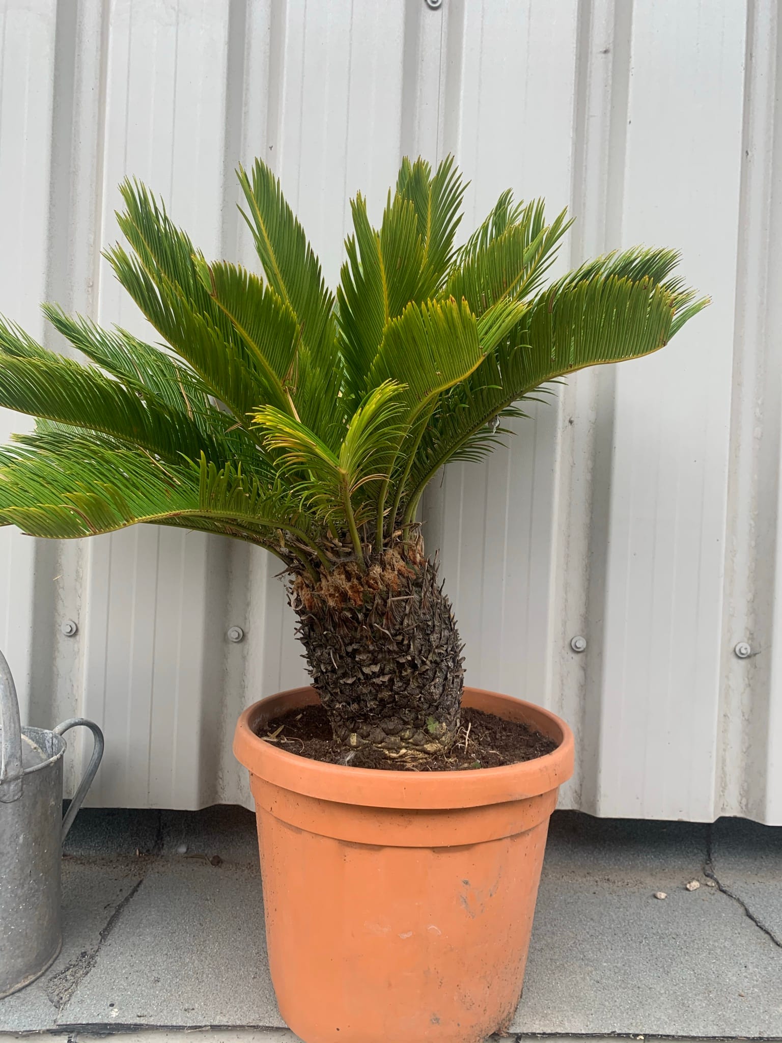 Japanese Sago Palm - The Norfolk Olive Tree Company