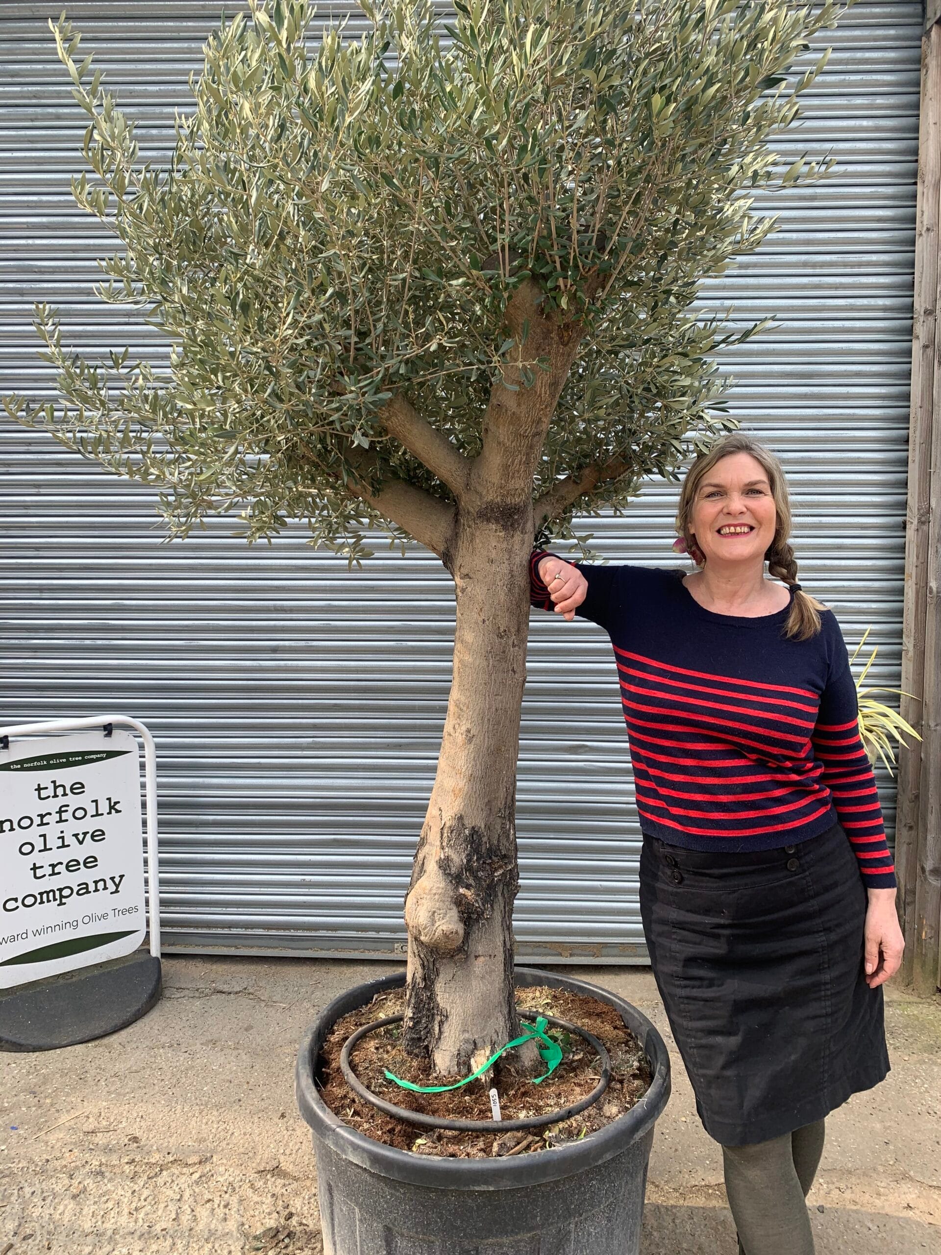 Smooth stem Olive tree 1055 - The Norfolk Olive Tree Company