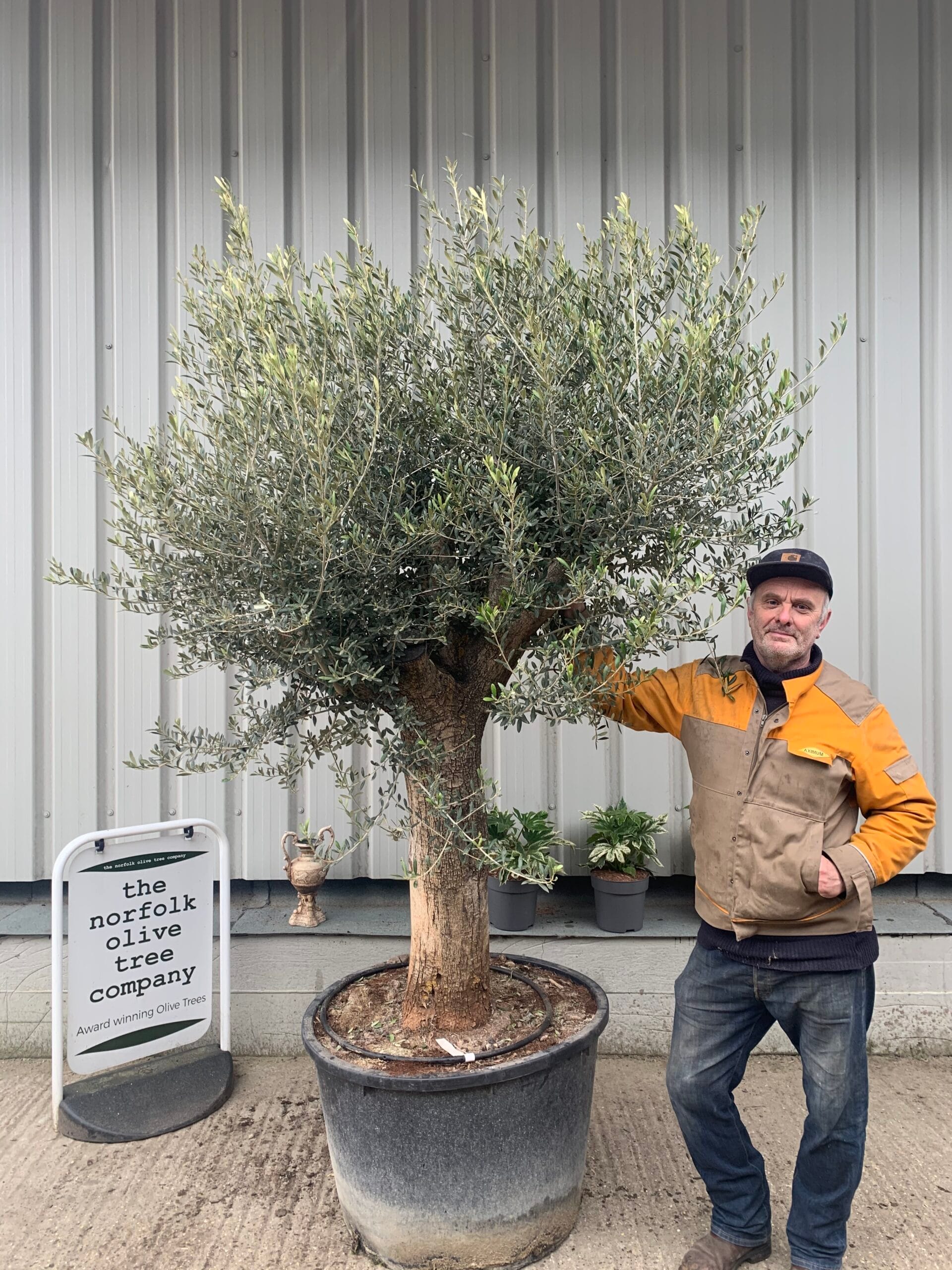 Large olive tree gnarled trunk 1072 - The Norfolk Olive Tree Company