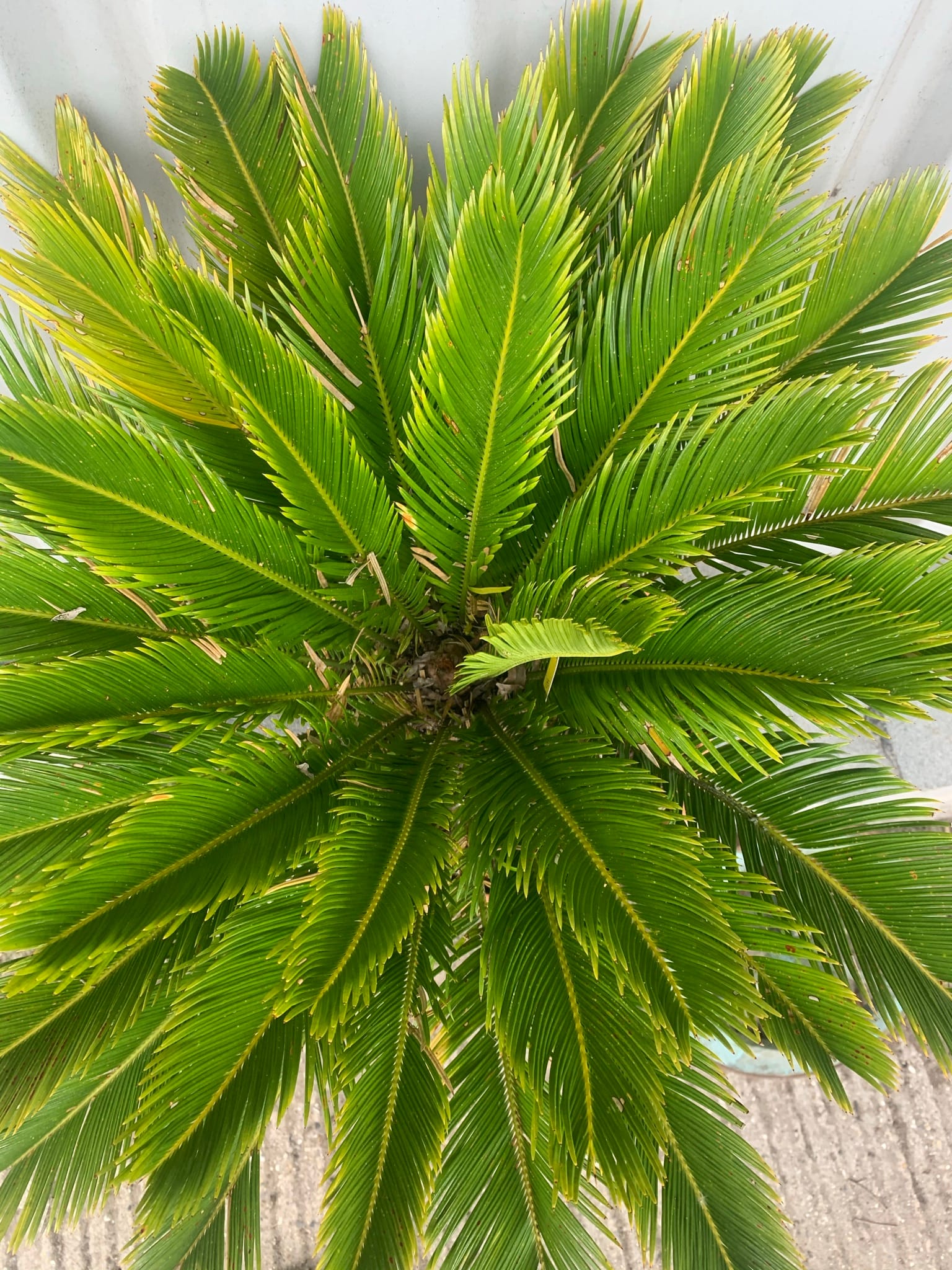Japanese Sago Palm - The Norfolk Olive Tree Company