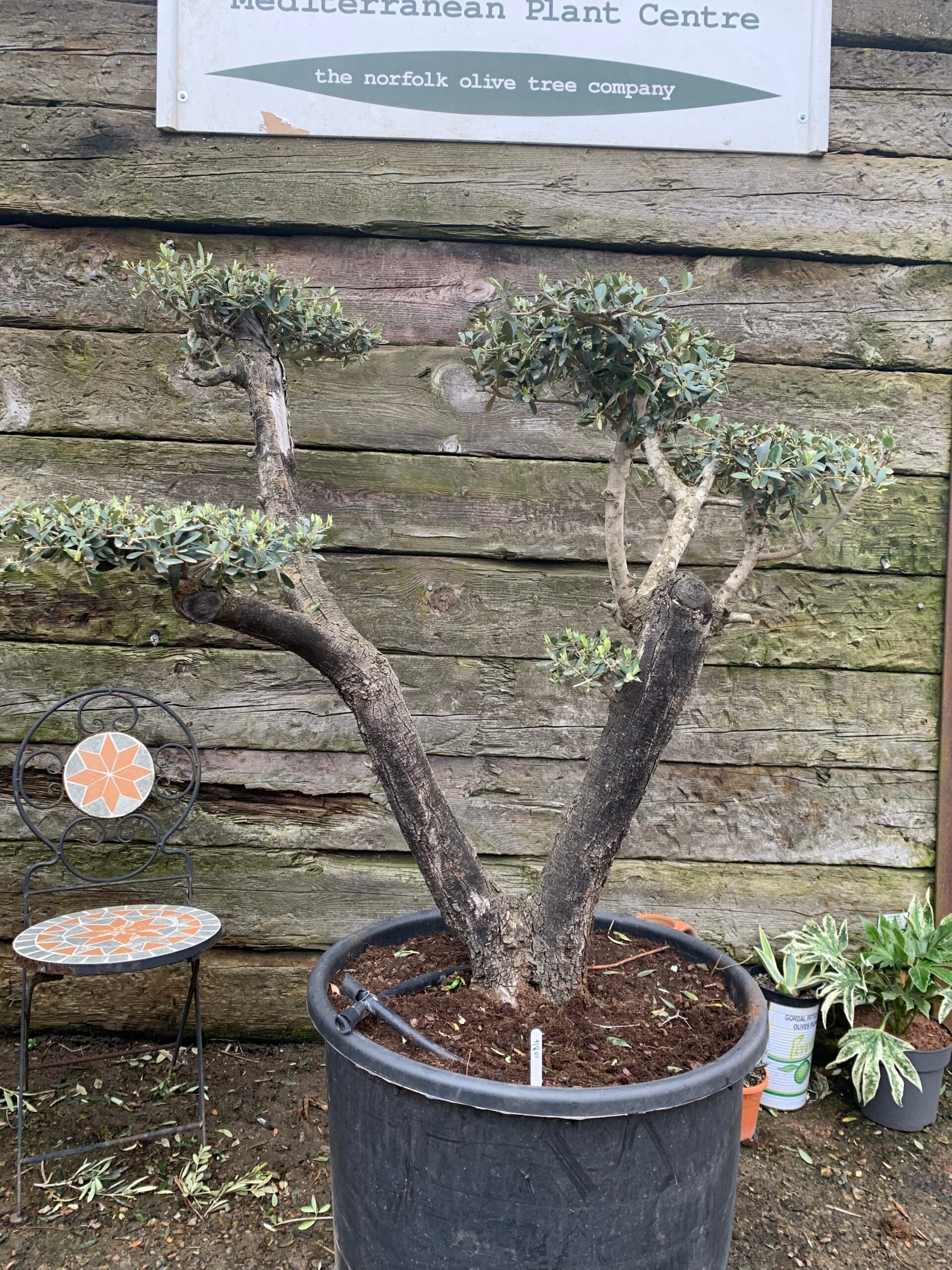 Patio cloud tree 1084 - The Norfolk Olive Tree Company