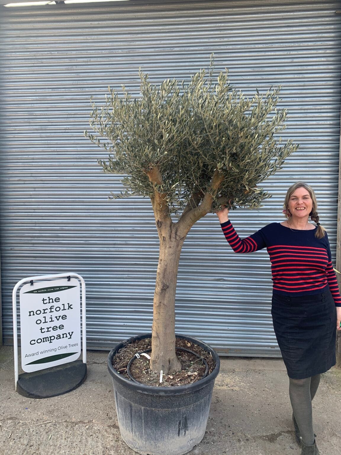 Tuscan form Olive tree 1060 - The Norfolk Olive Tree Company