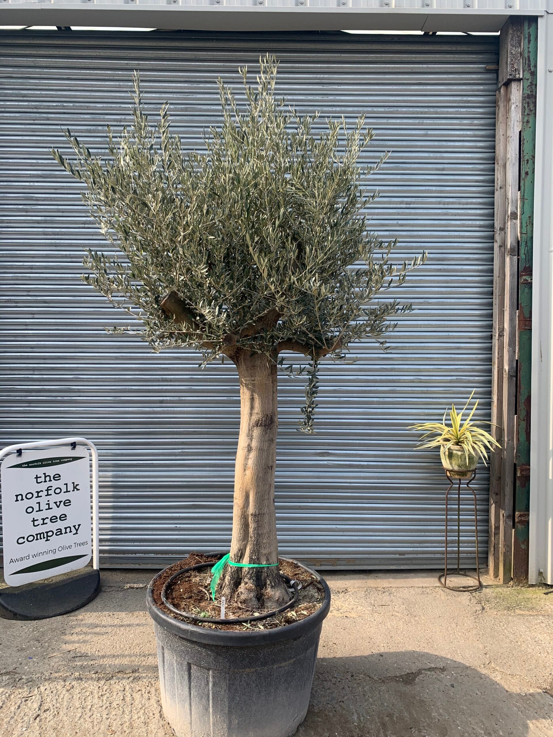 Smooth stem Olive tree 1052 - The Norfolk Olive Tree Company