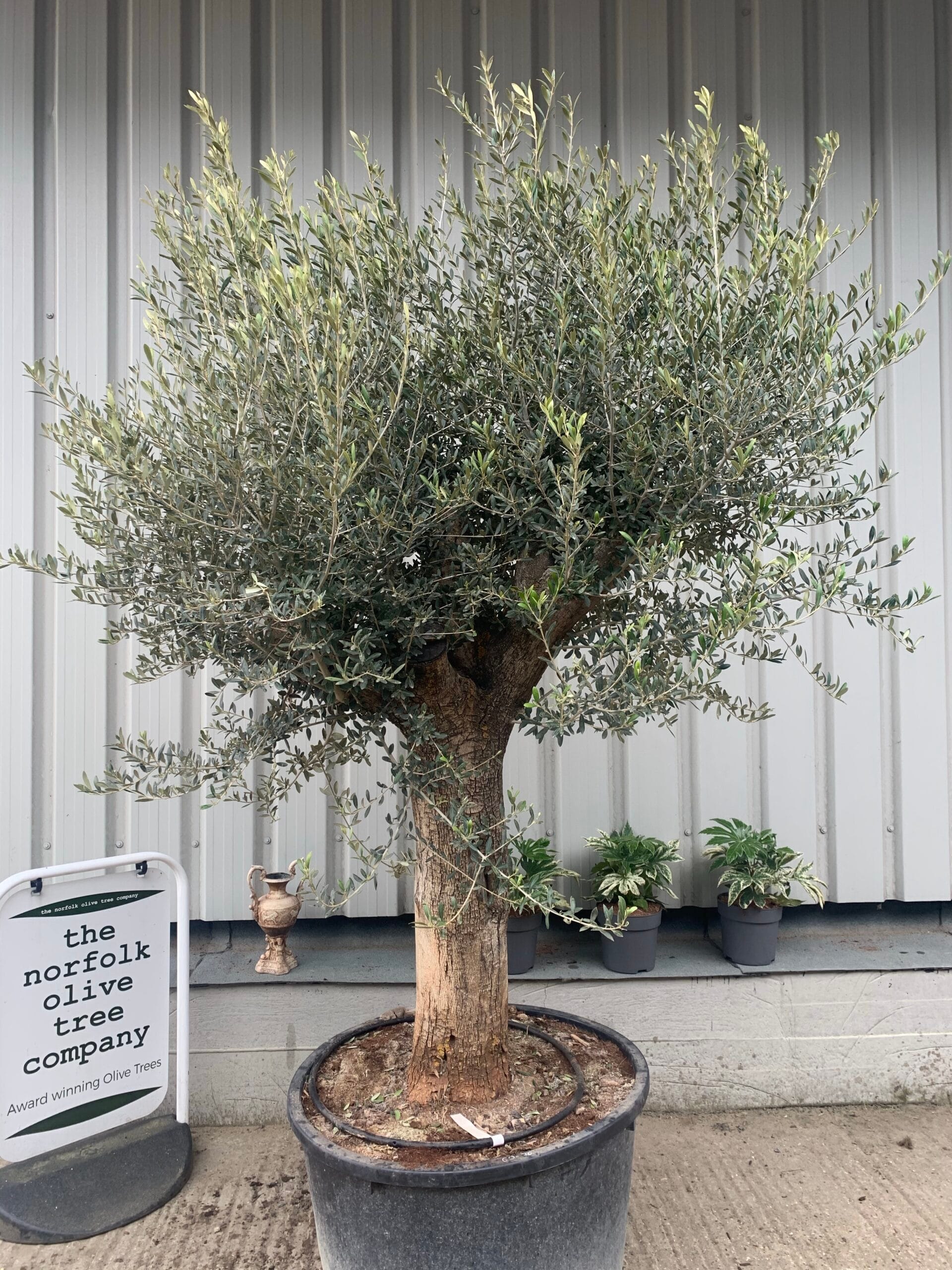 Large olive tree gnarled trunk 1072 - The Norfolk Olive Tree Company