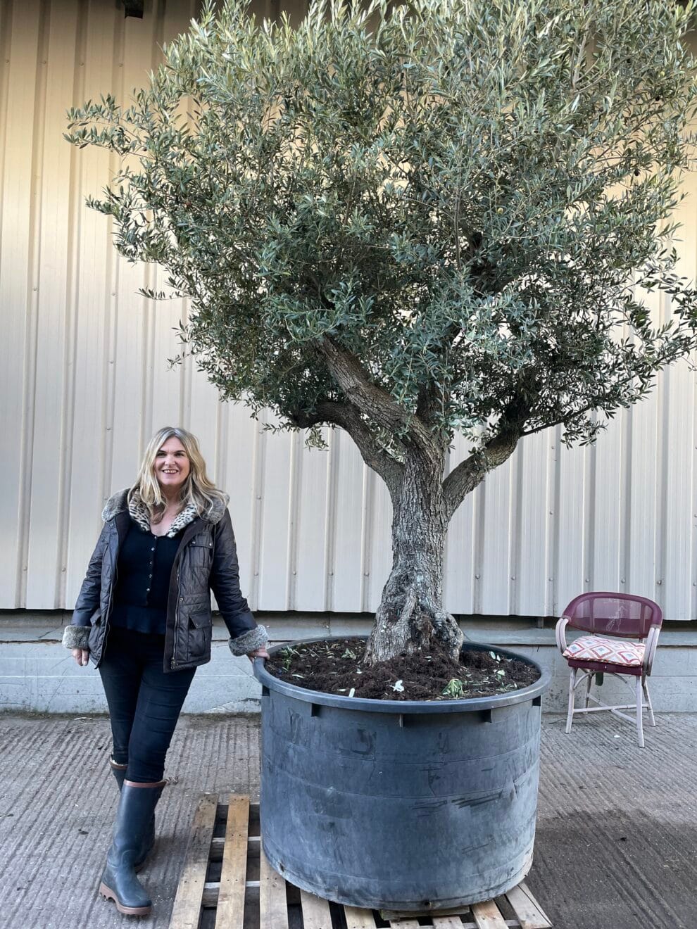 Tall Screening Olive Tree. Perfect for hiding from neighbours!