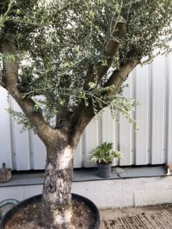 Tuscan pruned Olive Tree -1281 - The Norfolk Olive Tree Company