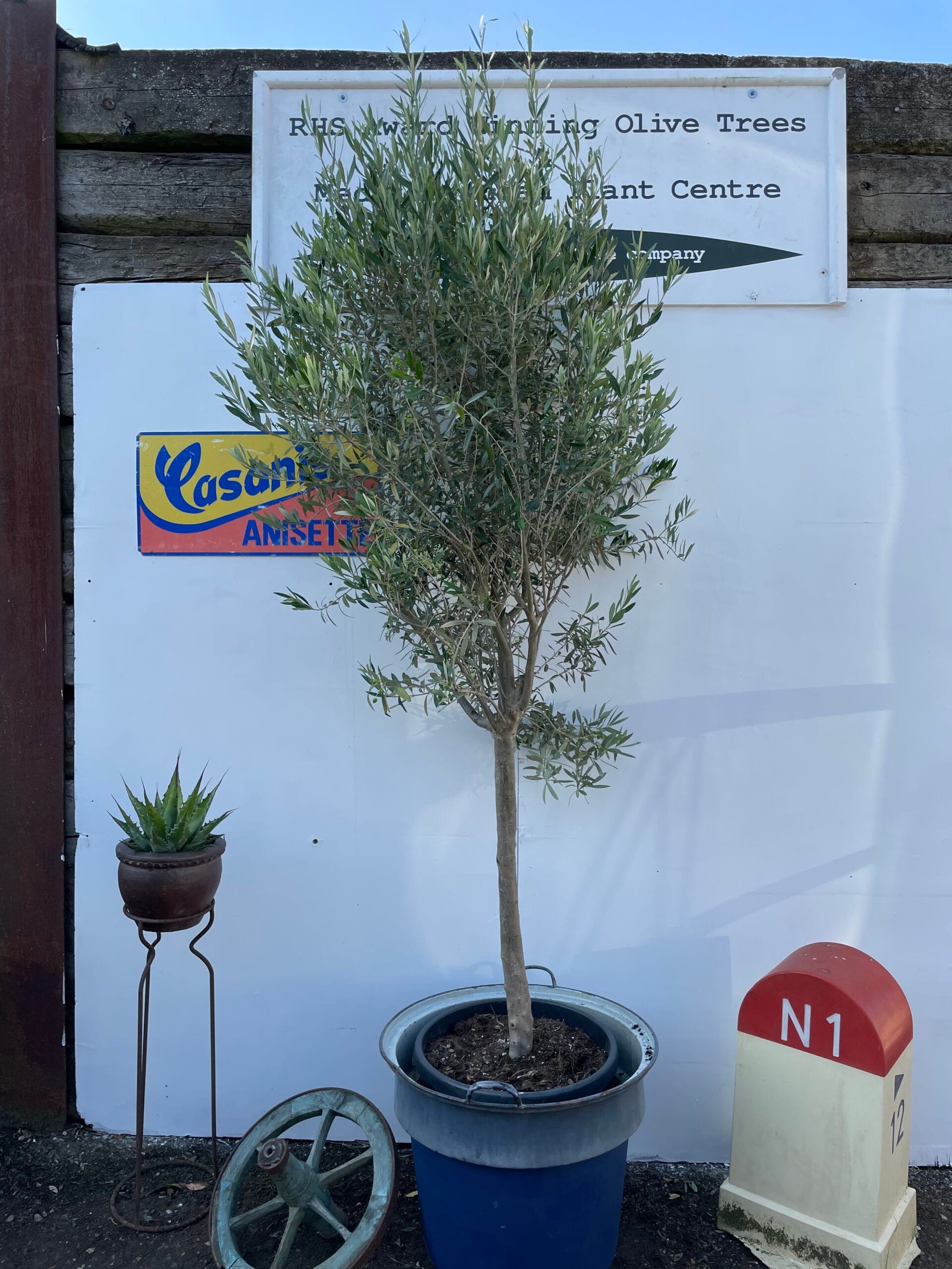 Smooth stem Olive Tree with open crown. Free delivery.