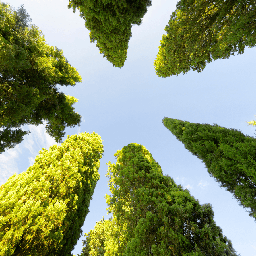 Cupressus | How to Plant Like a Designer | Norfolk Olive Co - The ...