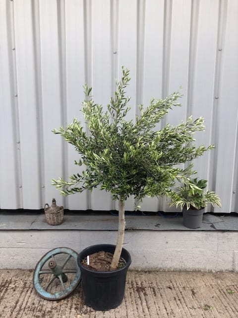 Courtyard Olive tree