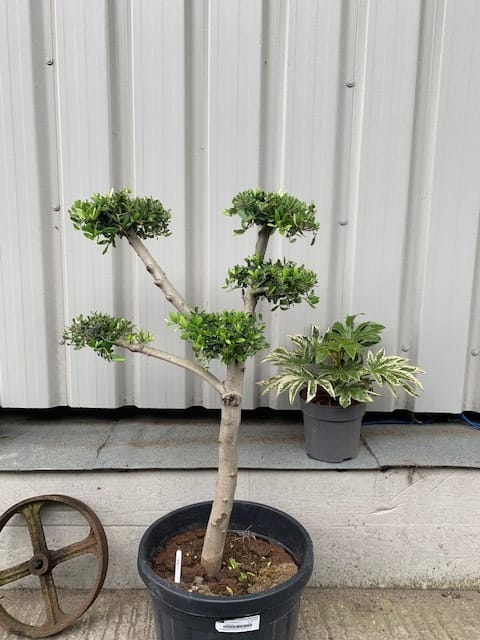 Small cloud tree in pot. - The Norfolk Olive Tree Company