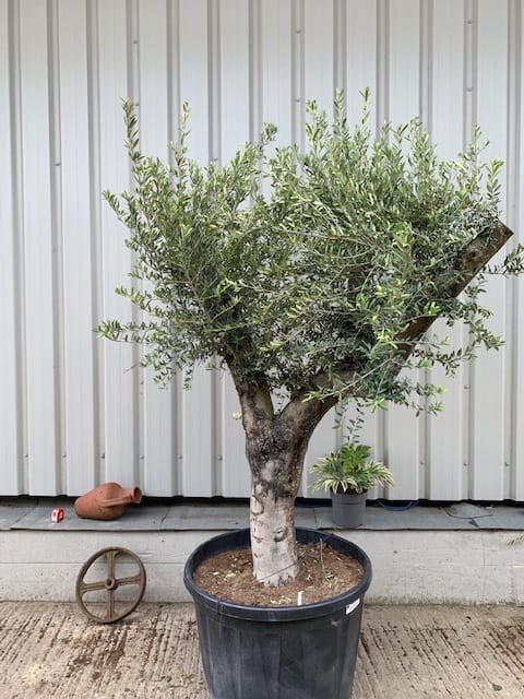 Multi-branched Olive tree 1233 - The Norfolk Olive Tree Company