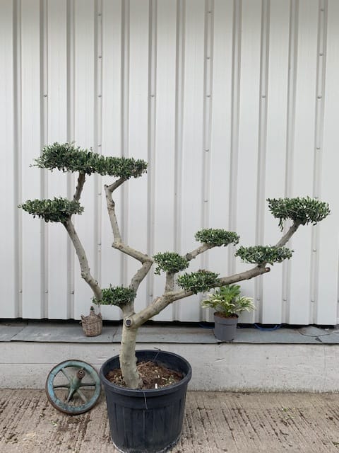 Patio cloud tree 1243 - The Norfolk Olive Tree Company