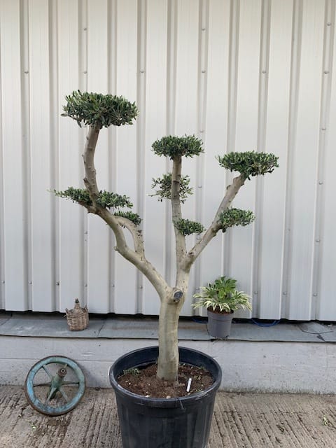 Patio cloud tree 1248 - The Norfolk Olive Tree Company