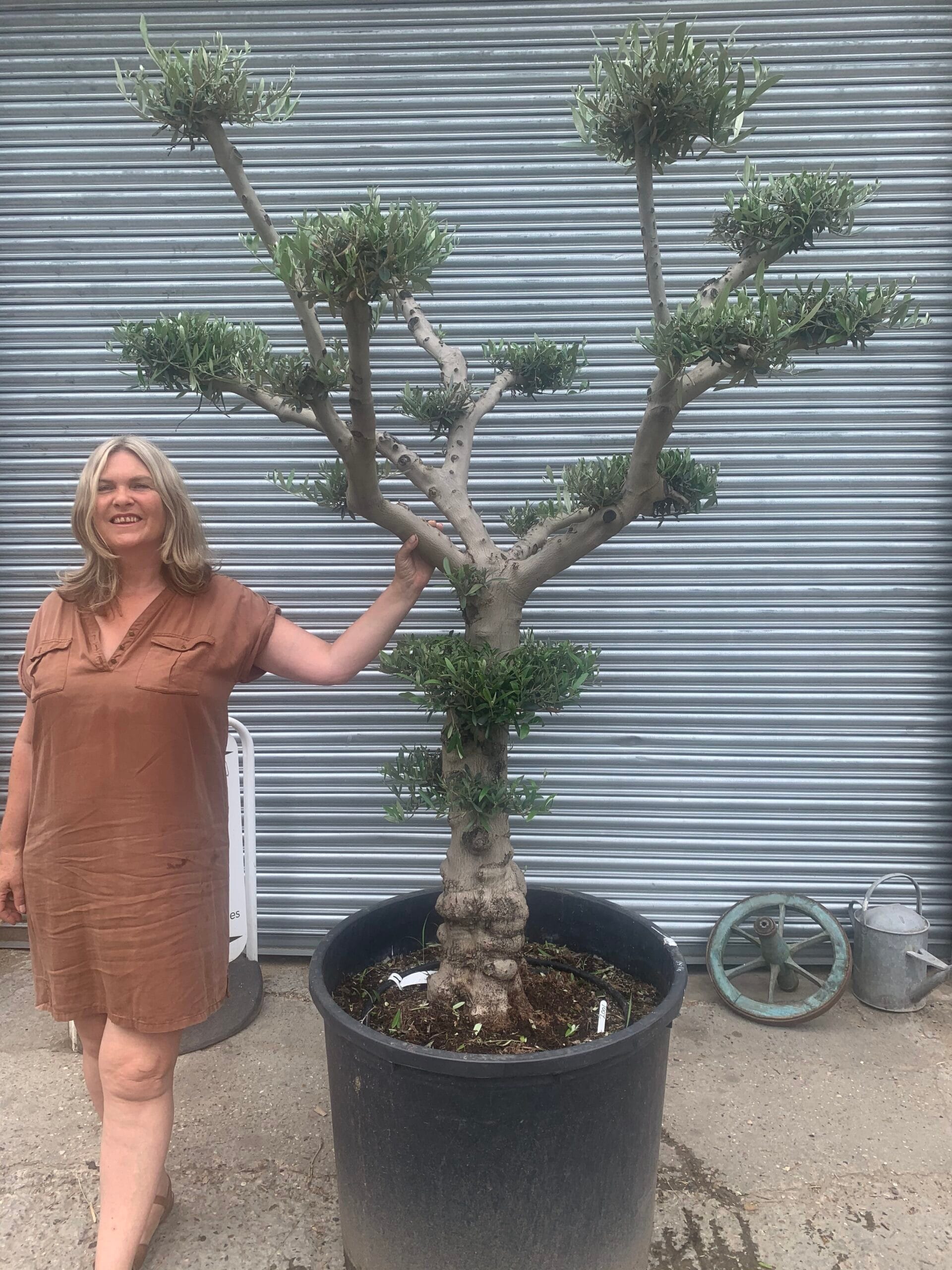 Zen garden tree no 2001 - The Norfolk Olive Tree Company