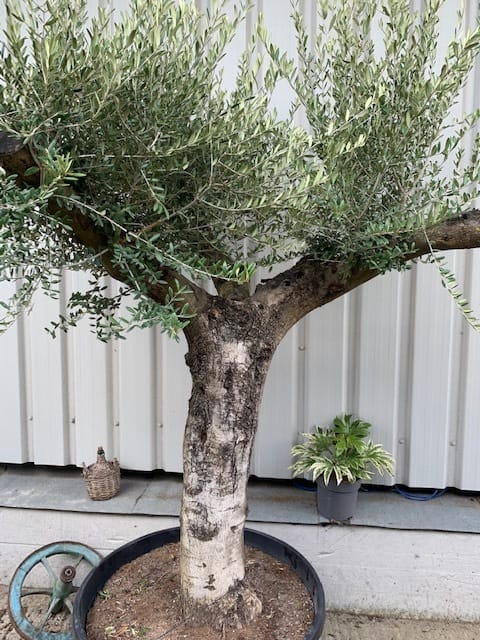Gnarled olive tree with branches. - The Norfolk Olive Tree Company