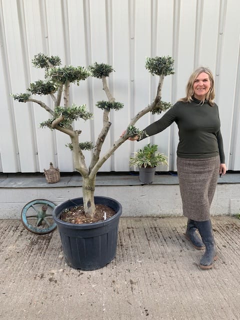 Niwaki cloud pruned Olive Tree - The Norfolk Olive Tree Company