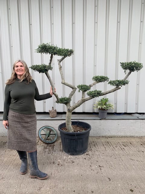 Patio cloud tree 1243 - The Norfolk Olive Tree Company