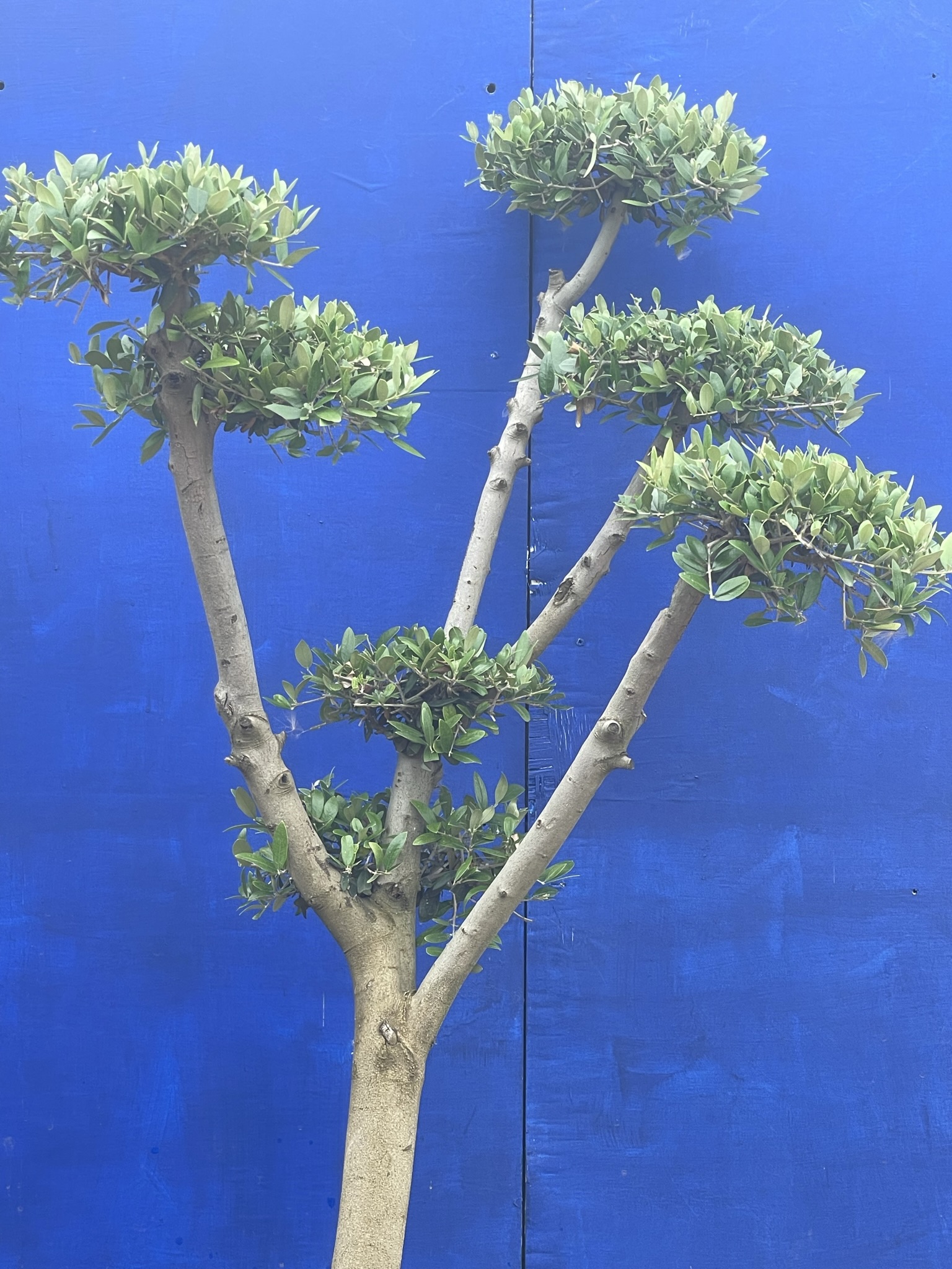 Japanese cloud tree. No 1182 - The Norfolk Olive Tree Company