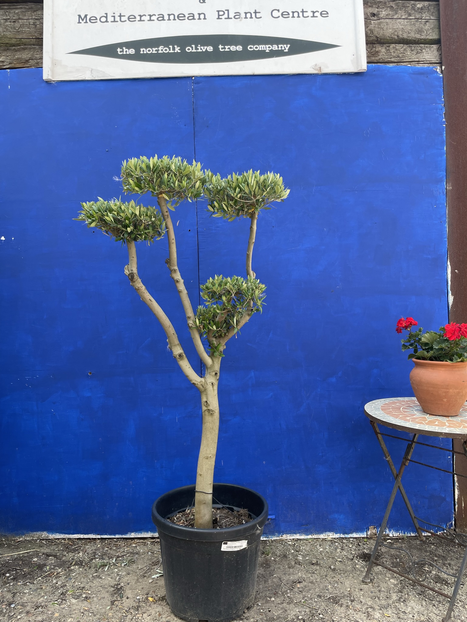 Patio cloud tree 1189 - The Norfolk Olive Tree Company