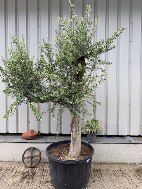 Multi-branched Olive tree 1238 - The Norfolk Olive Tree Company