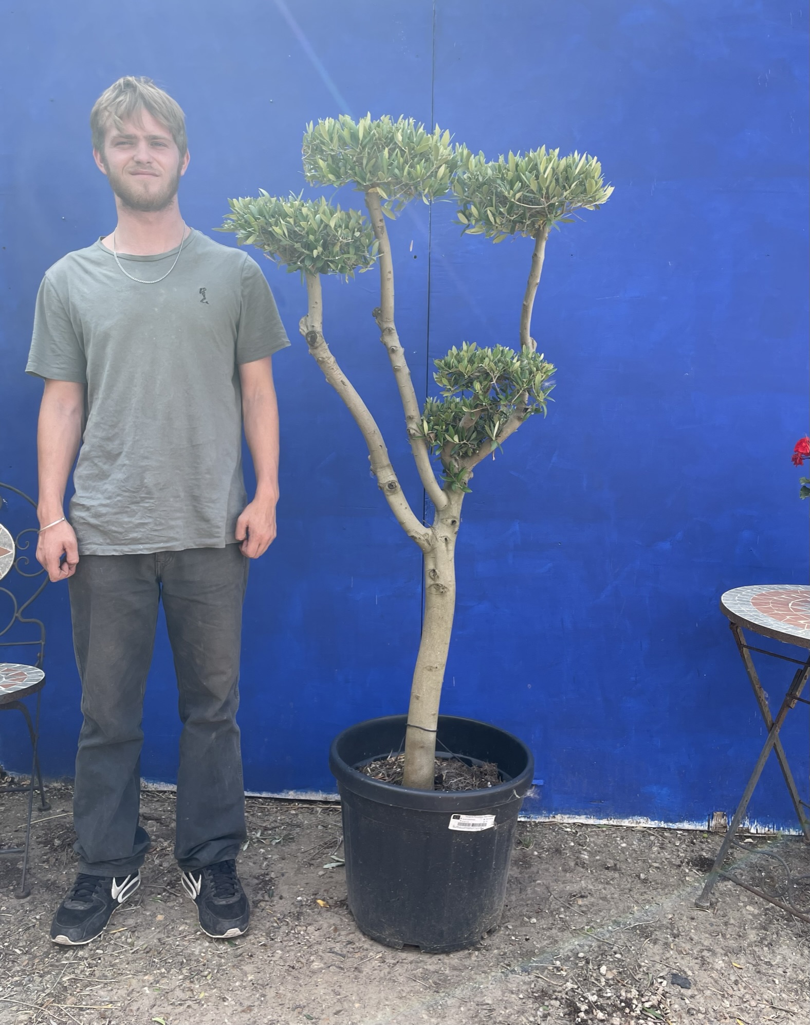 Patio cloud tree 1189 - The Norfolk Olive Tree Company