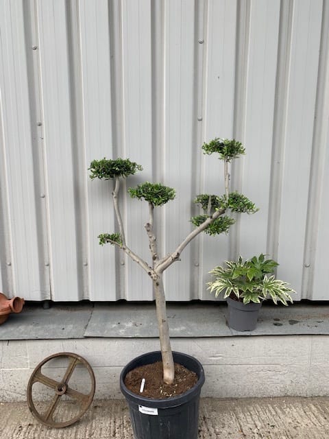 Patio cloud tree - free delivery. - The Norfolk Olive Tree Company