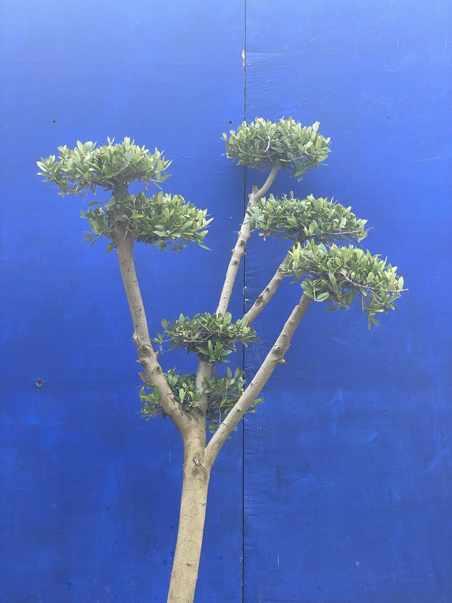 Japanese cloud tree. No 1182 - The Norfolk Olive Tree Company